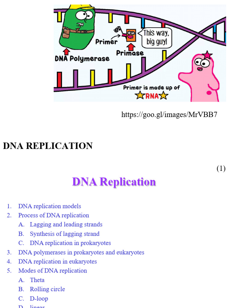 DNA Replication | PDF | Dna Replication | Primer (Molecular Biology)