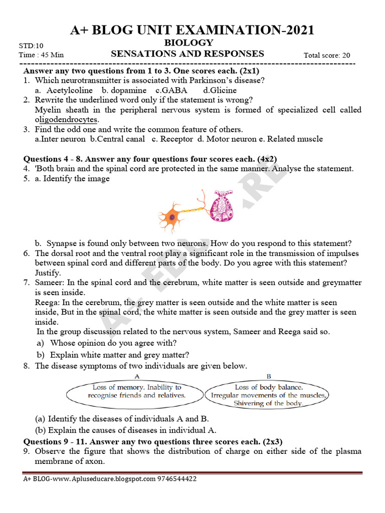 Biology Unit Exam: Nervous System Concepts | PDF | Nervous System | Neuron