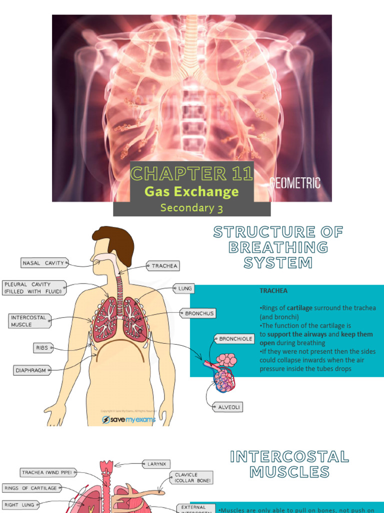 Chapter 11 Gas Exchange | PDF | Respiratory Tract | Lung
