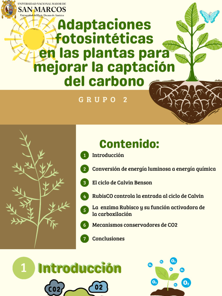Adaptaciones Fotosintéticas en Plantas | PDF | Fotosíntesis | Biología