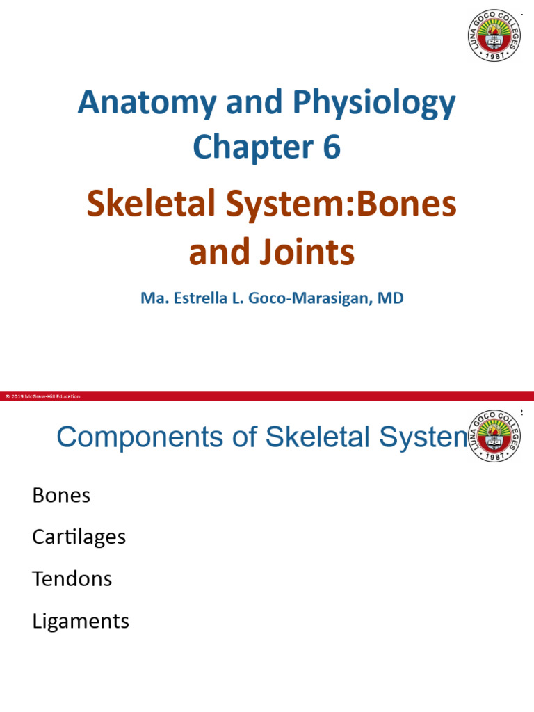 4 Skeletal System-Bones and Joints Powerpoint | PDF | Bone | Human Nose