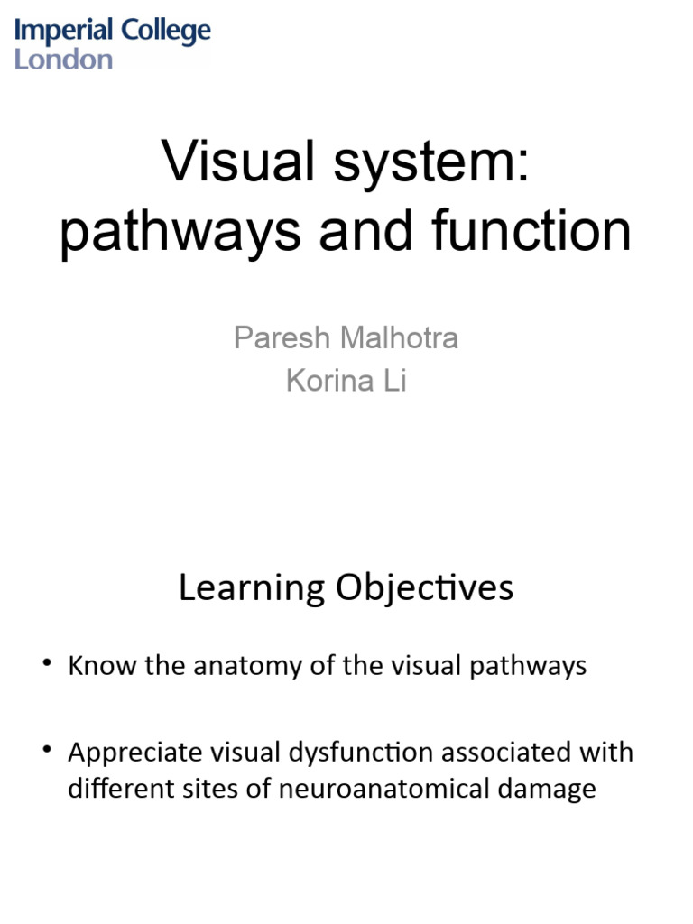 Visual | Download Free PDF | Visual Cortex | Visual System