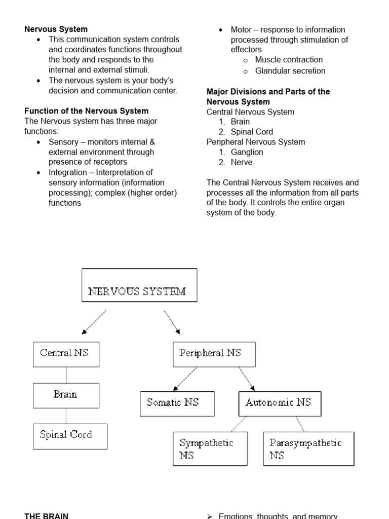 Nervous System Reviewer 1 | PDF | Central Nervous System | Cerebral Cortex