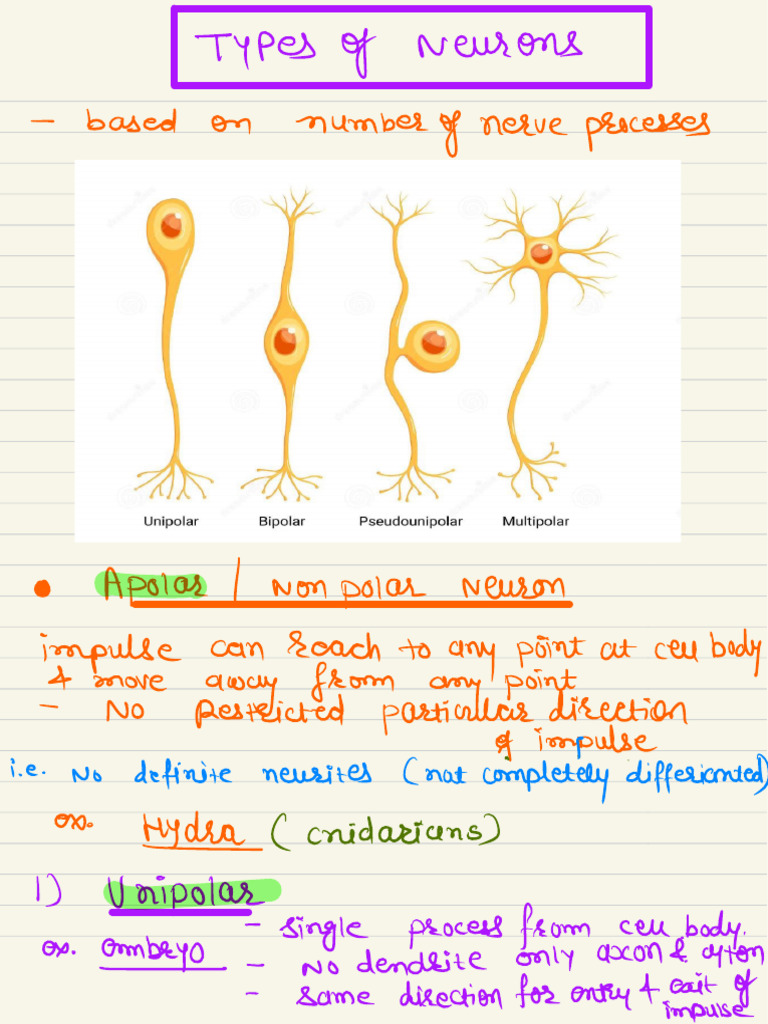 11th Eng - Animal Tissue | PDF | Neuron | Astrocyte