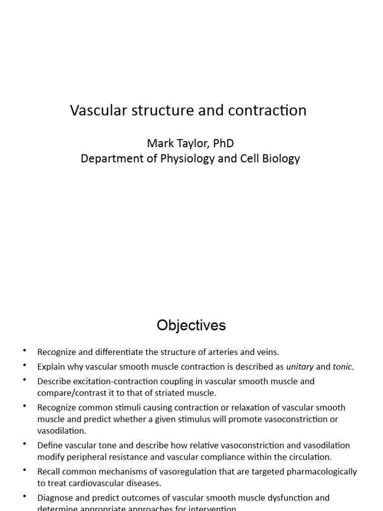 Taylor - Vascular Structure and Contraction | PDF | Muscle Contraction ...