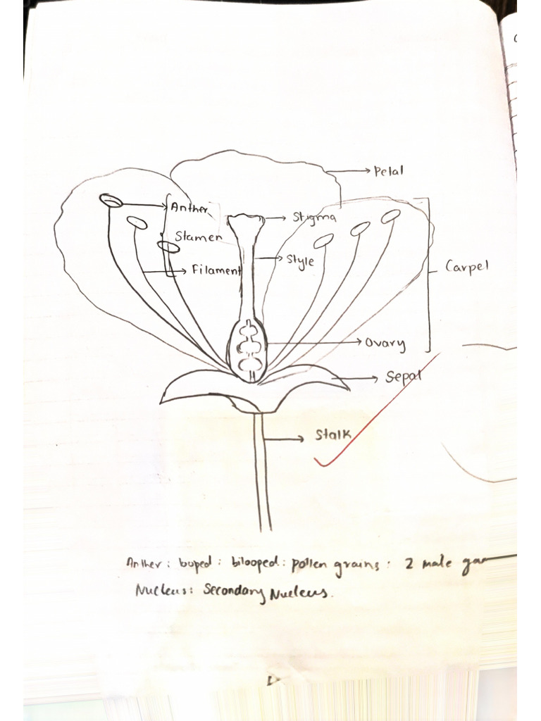 Biology Notes - Grade 8 Igcse | PDF