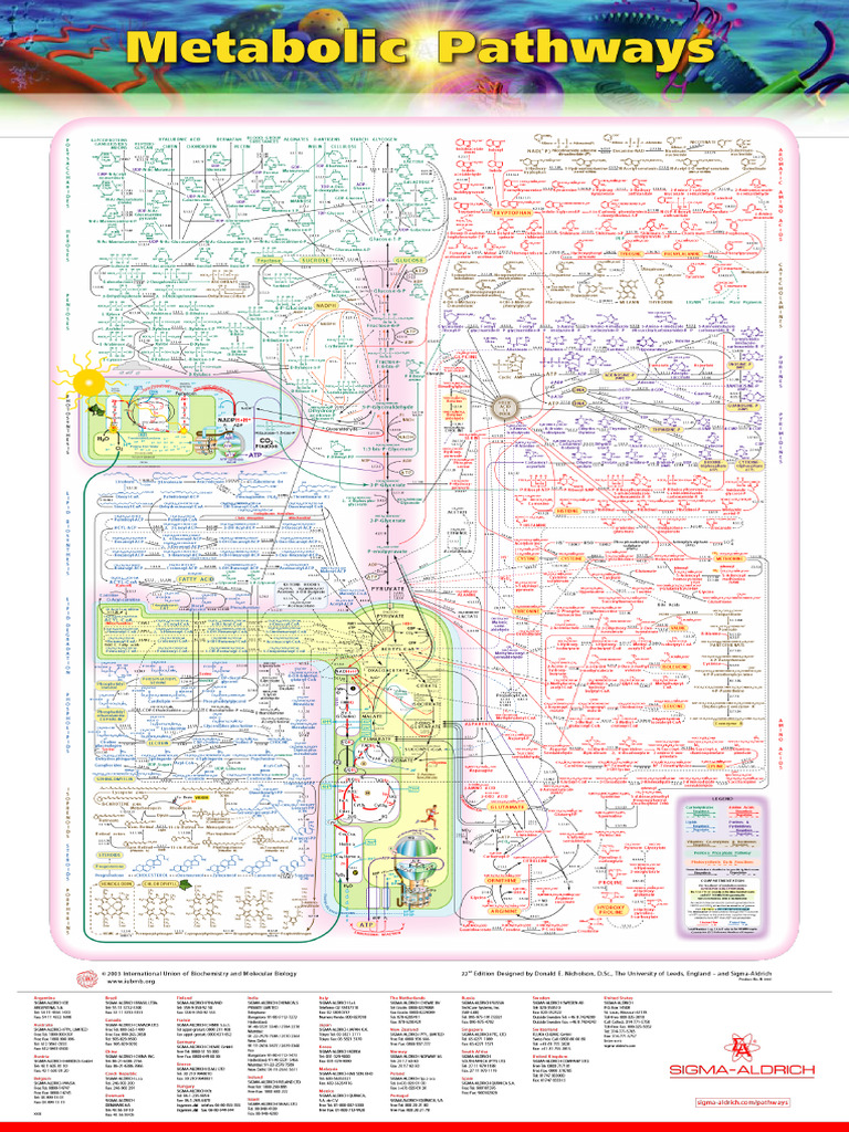 Metabolic Pathways | PDF