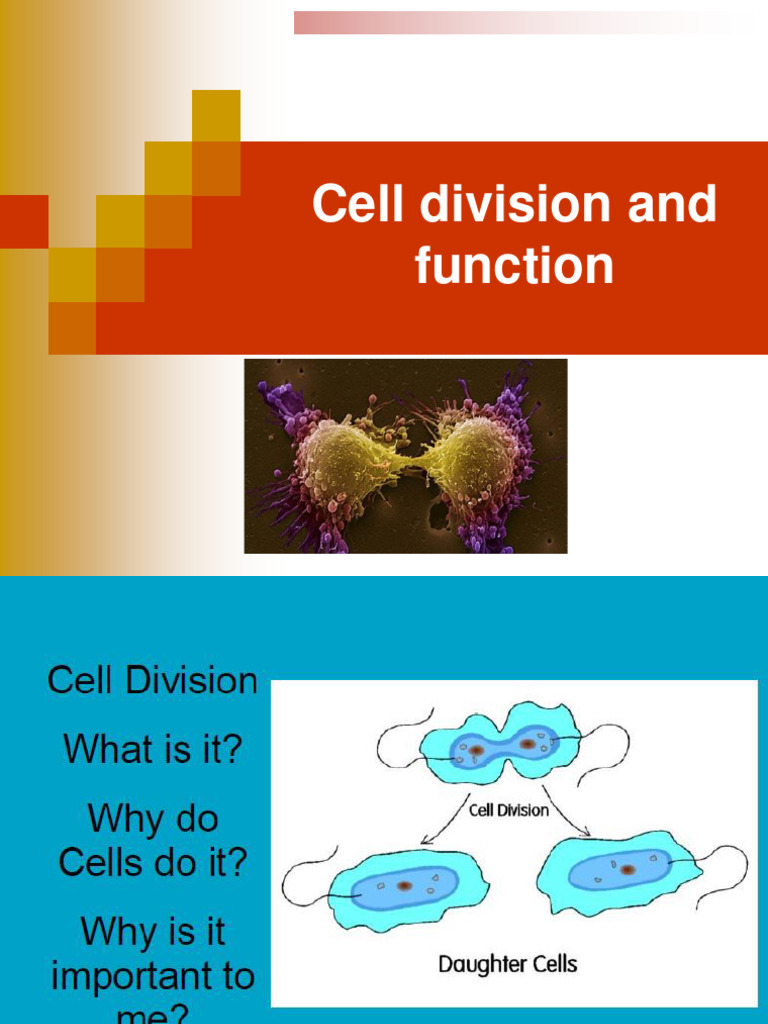 Unit 2 - Cell Division and Function | PDF
