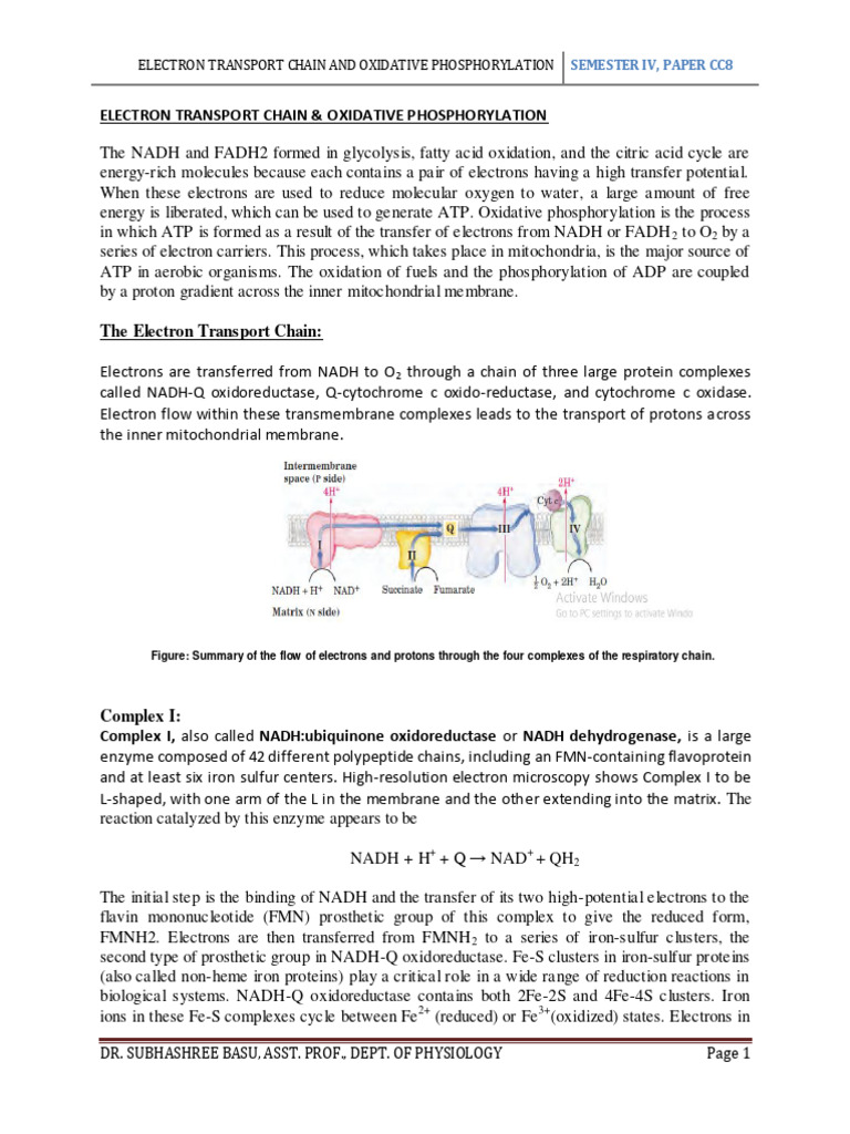 Sem 4 CC8 Oxidative Phosphorylation | PDF | Electron Transport Chain | Adenosine Triphosphate