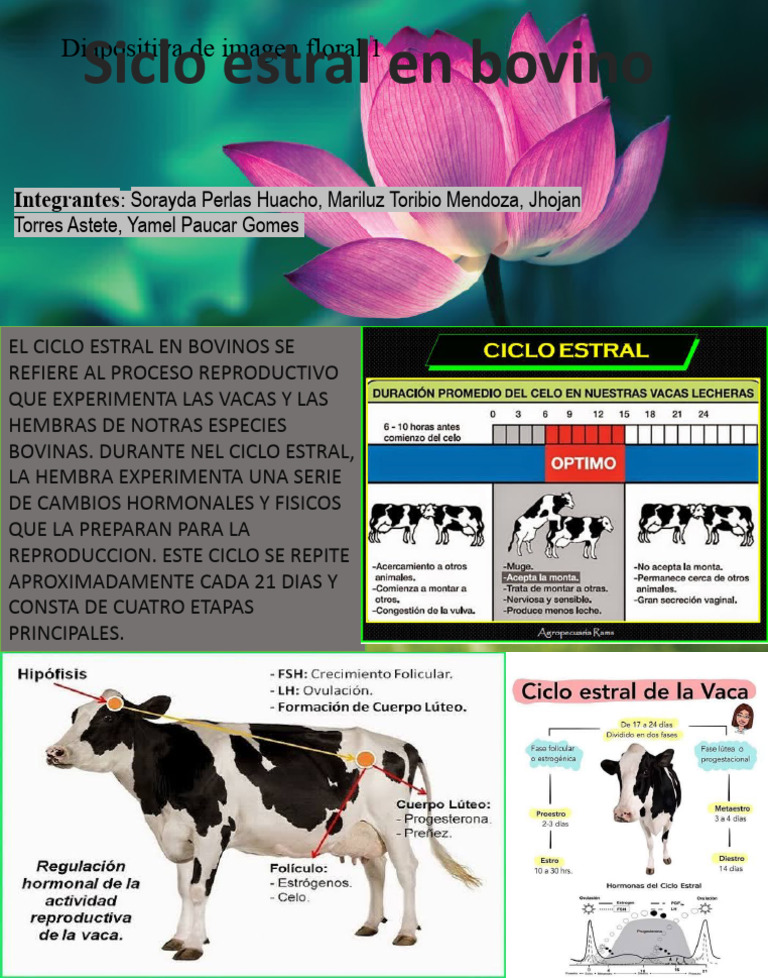Ciclo Estral Bovino: Etapas Clave | PDF