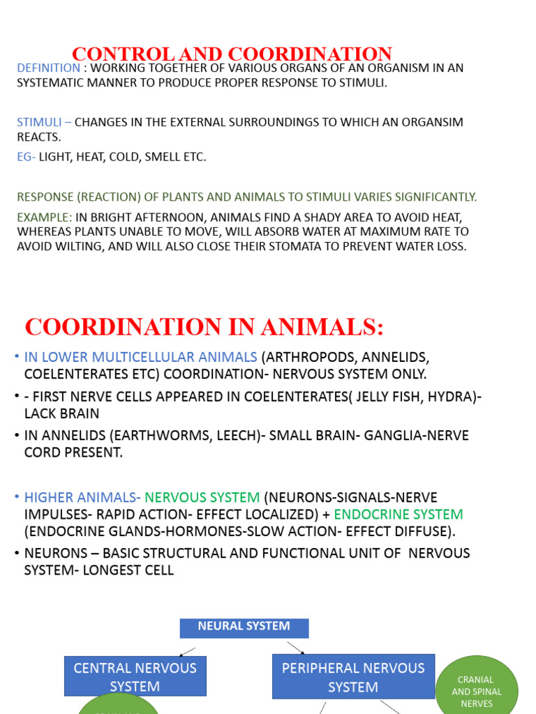 CONTROL AND COORDINATION TILL Endocrine Glands - 2023 Updated | PDF | Axon | Neuron