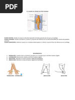 Region Superciliar ANATOMIA 2 FOLP | PDF | Anatomía humana | Cabeza y ...