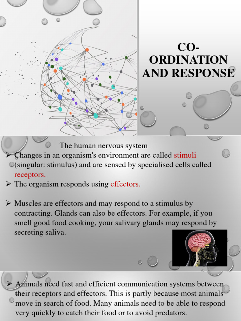 Human Nervous System Coordination Explained | PDF | Nervous System ...