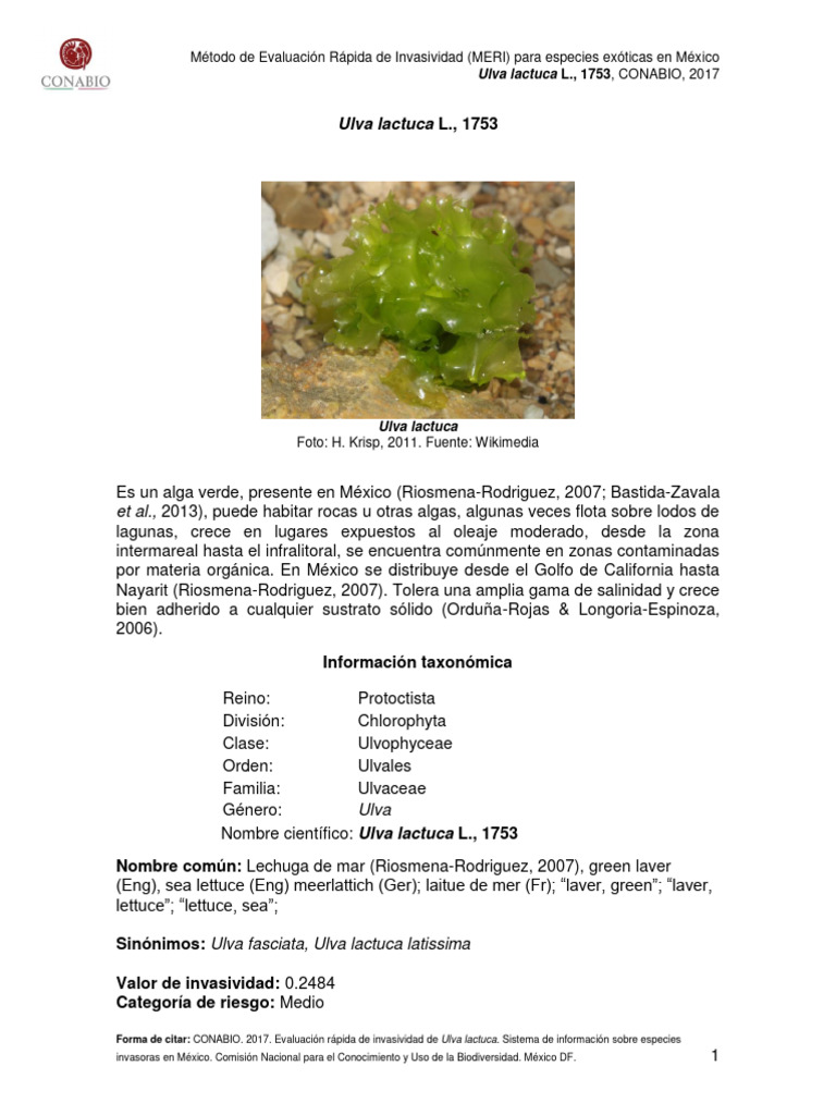 Ulva Lactuca | PDF | Especies invasivas | Reproducción