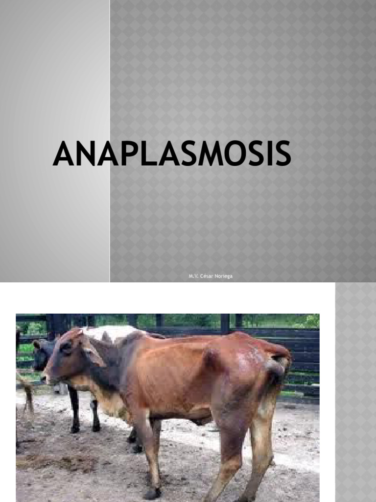 10 - Anaplasmosis | PDF | Vacas | Causas de la muerte