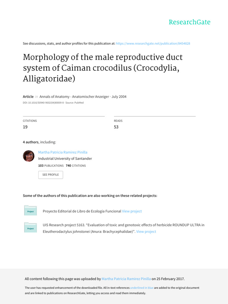 Caiman Male Reproductive Morphology | PDF | Testicle | Staining