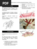 Técnica Quirúrgica Mitrofanoff | PDF | Sistema urinario | Vejiga urinaria
