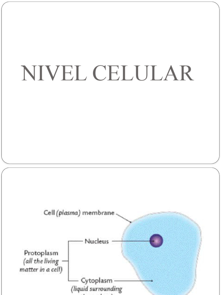 Nivel Celular 2 Organelos | Descargar gratis PDF | Citoplasma | Citosol