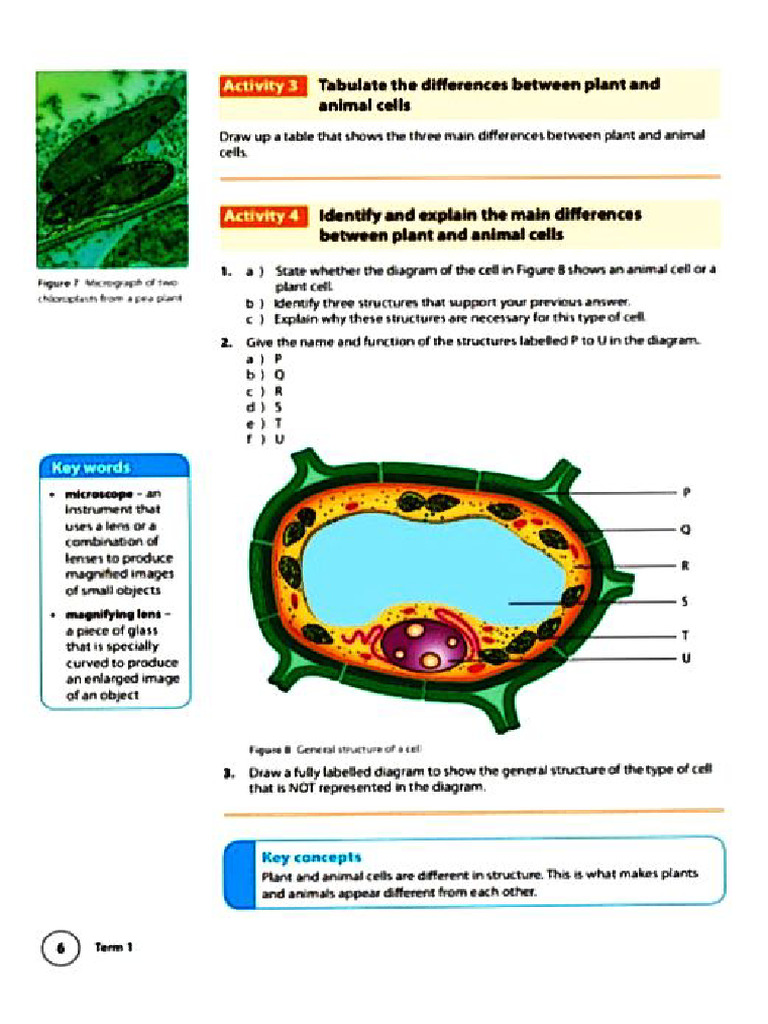 Plant and Animal Cell | PDF