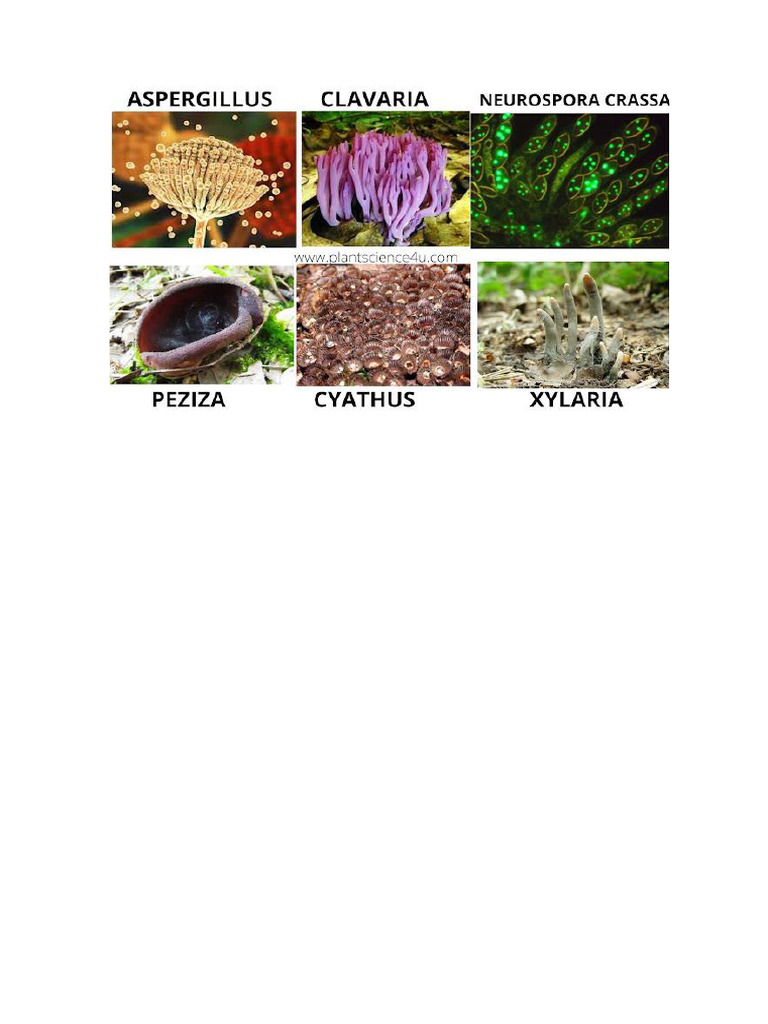Fungi Plants | PDF
