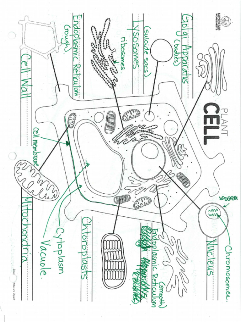 Labelled Plant and Animal Cell | PDF