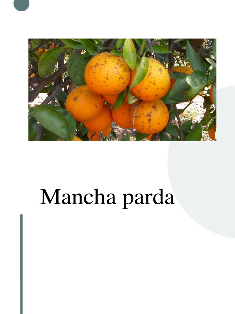 Mancha Parda | PDF