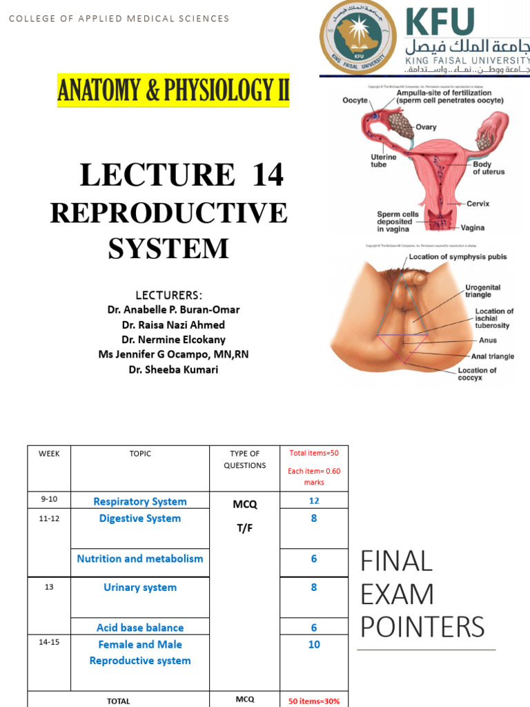 Ap2 Week 14 Final Reproductive | PDF | Menstrual Cycle | Uterus