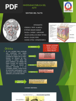 Region Superciliar ANATOMIA 2 FOLP | PDF | Anatomía humana | Cabeza y ...