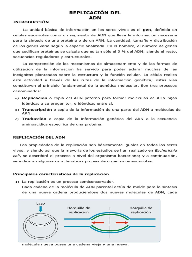 Replicacion | PDF | Replicación De Adn | Adn