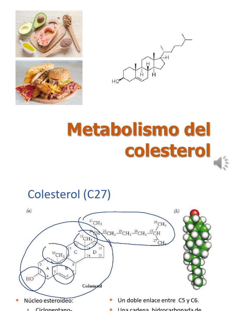 Metabolismo Del Colesterol | PDF | Colesterol | Bilis