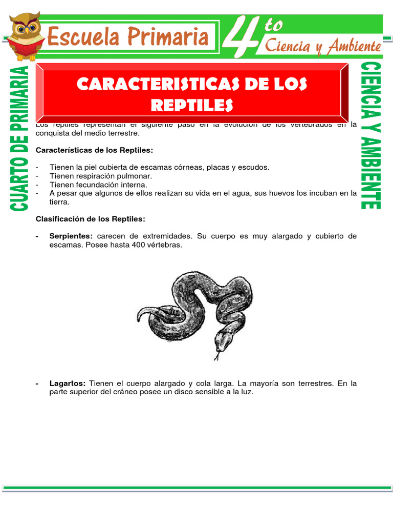 Caracteristicas de Los Reptiles para Cuarto de Primaria | PDF | Reptil ...