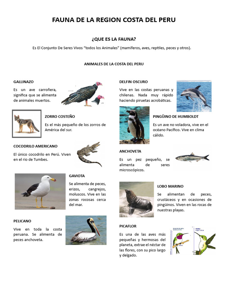 Fauna de La Region Costa Del Peru | PDF | Aves | Zoología