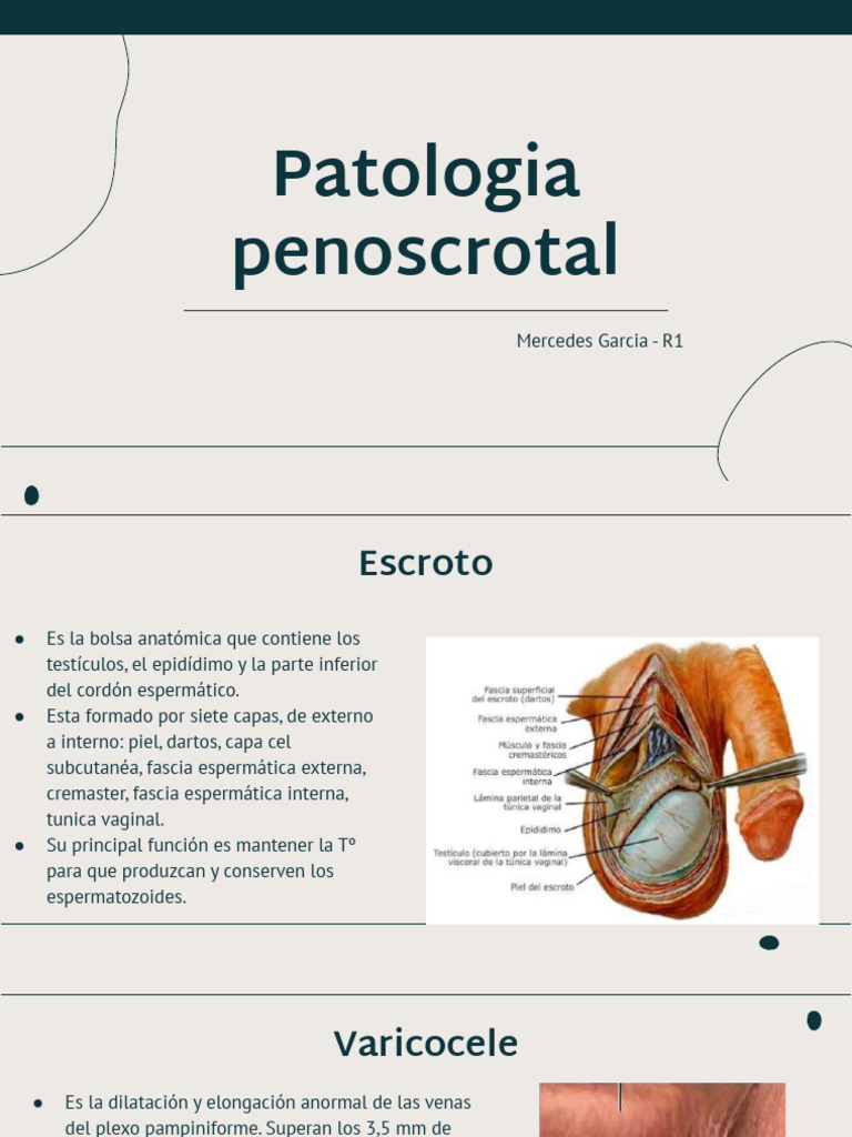 Patologia Penoscrotal | PDF | Especialidades Medicas | Anatomía