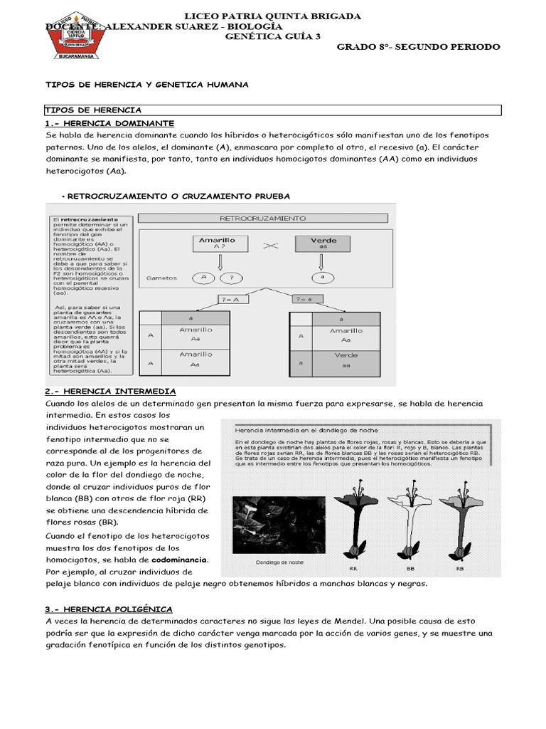 Guia 3 - Tipos de Herencia y Genetica Humana7 | PDF | Dominancia ...