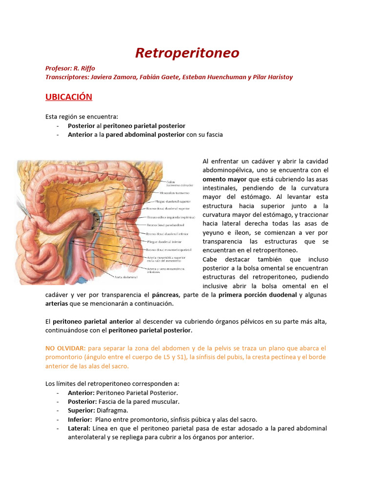 15) Retroperitoneo | PDF | Abdomen | Riñón