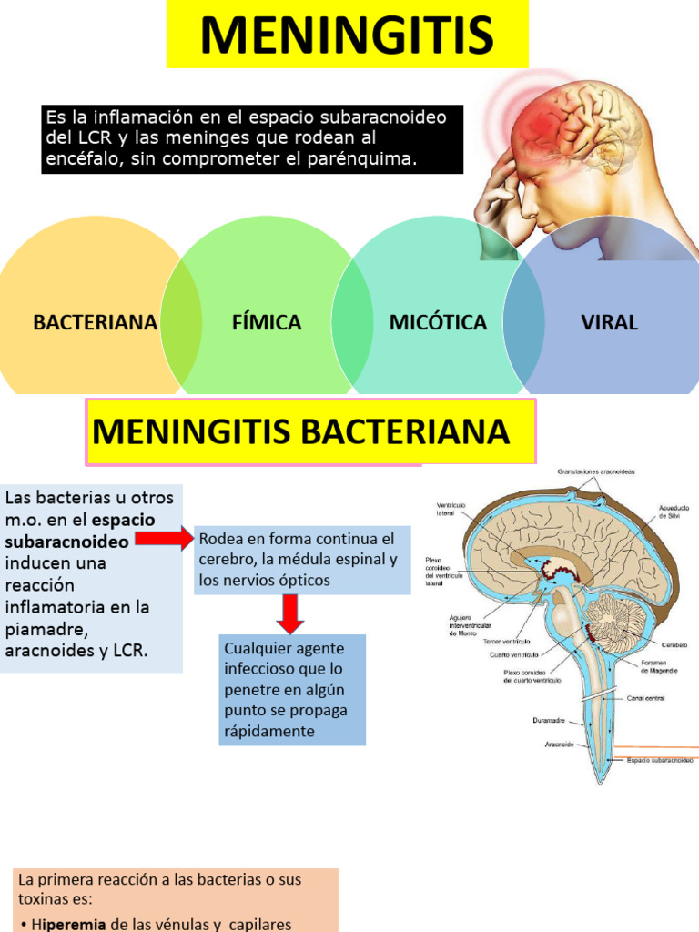 Tipos y Diagnóstico de Meningitis | PDF | Meningitis | Especialidades ...