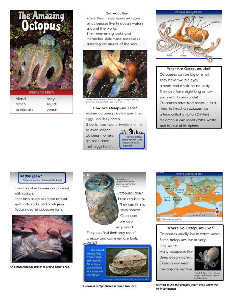 THE AMAZING OCTOPUS | PDF