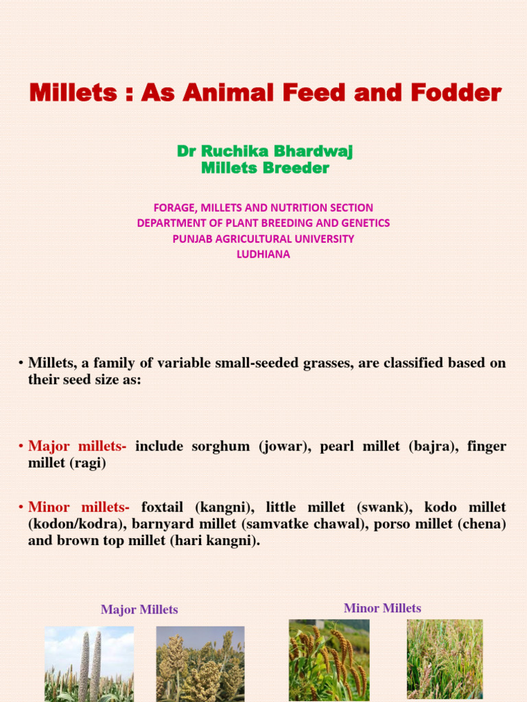 Millets As Animal Feed | PDF | Maize | Cereals