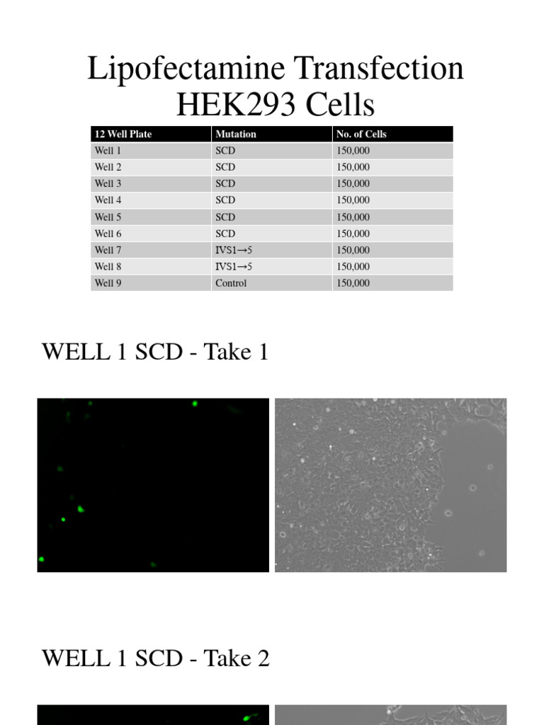 Lipofectamine Transfection | PDF