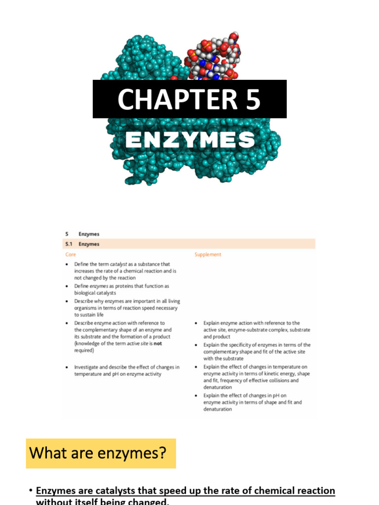 Chapter 5 Enzymes | PDF | Enzyme | Active Site