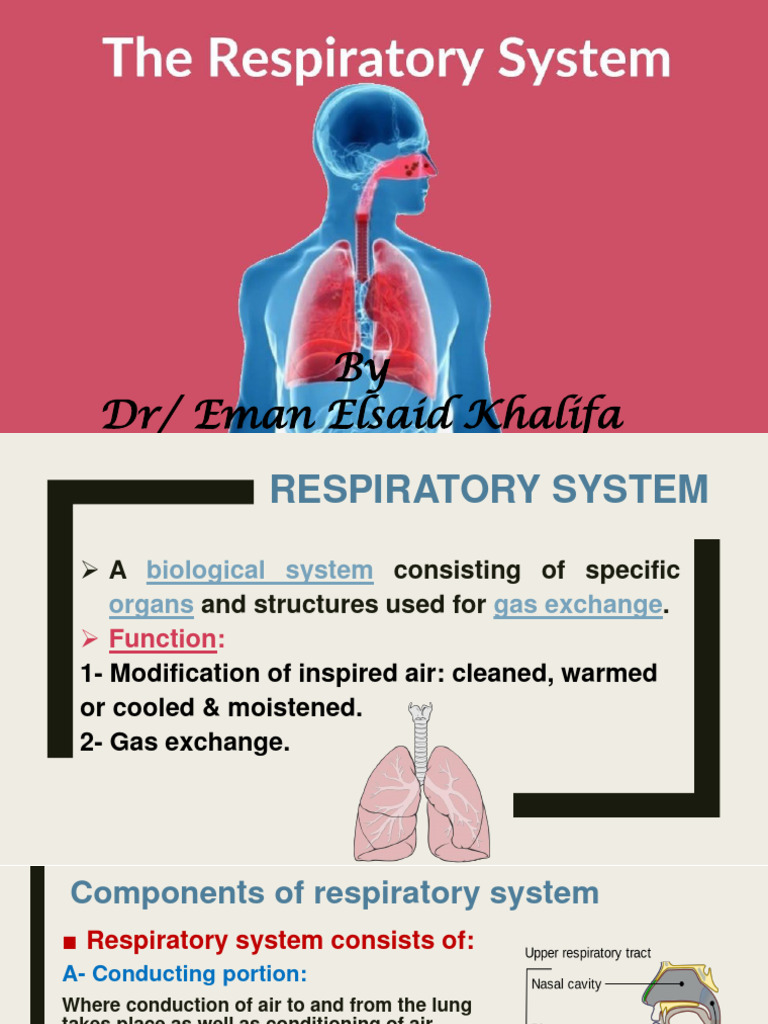 Respiratory System.pdf | PDF | Respiratory Tract | Lung
