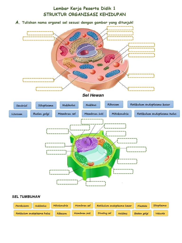 Latihan Organel Sel | PDF