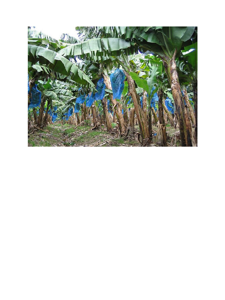 Banana Bagging Scheme | PDF