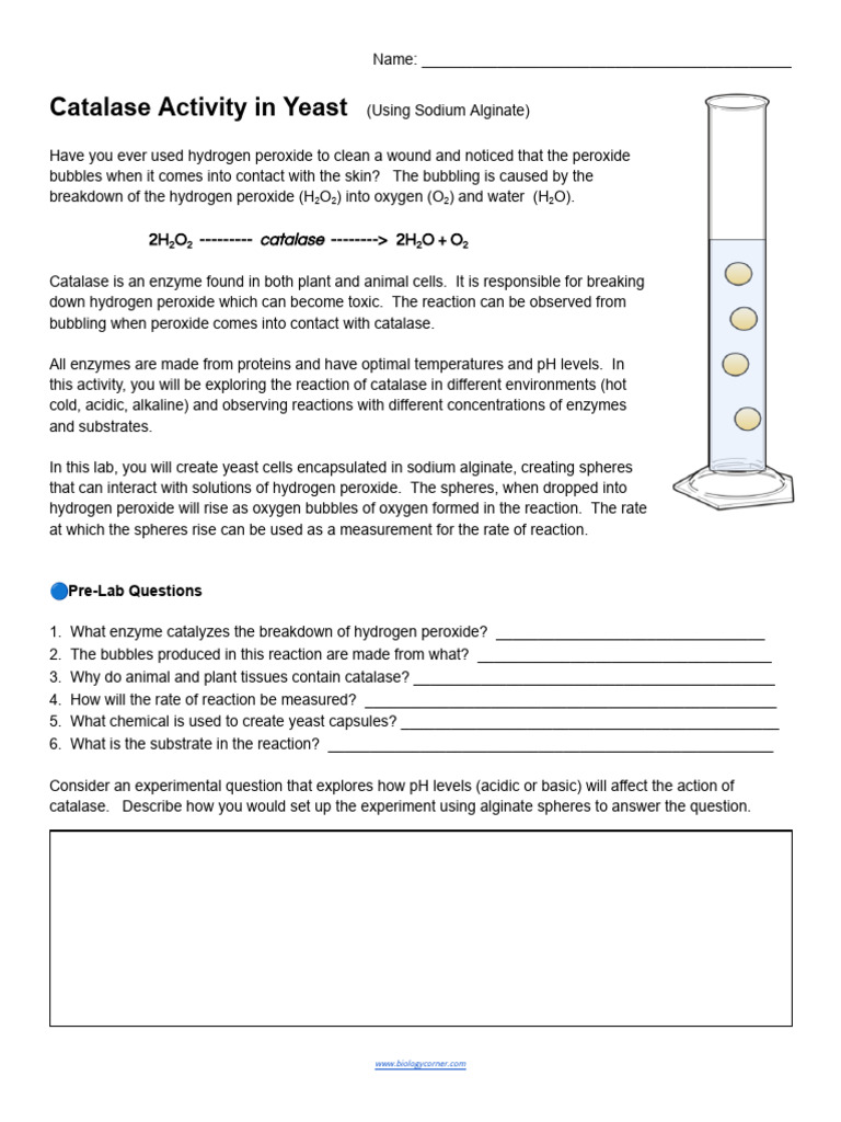 Catalase Reaction in Yeast Lab | PDF | Catalase | Hydrogen Peroxide