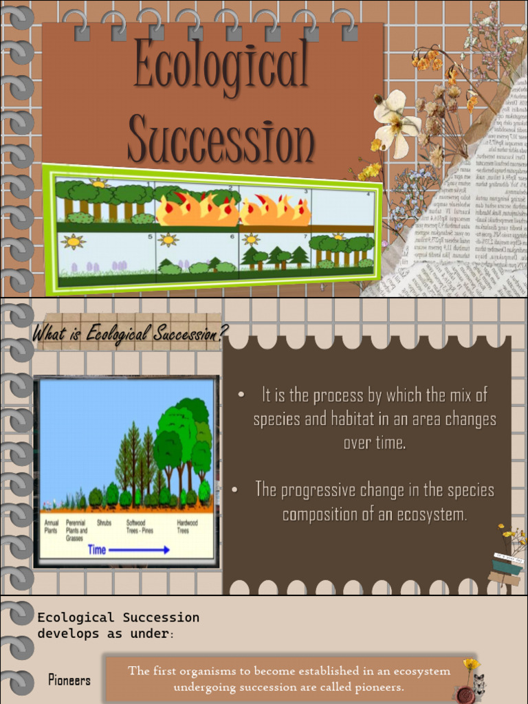 Ecological Succession and Food Chain3 | PDF | Food Web | Foods