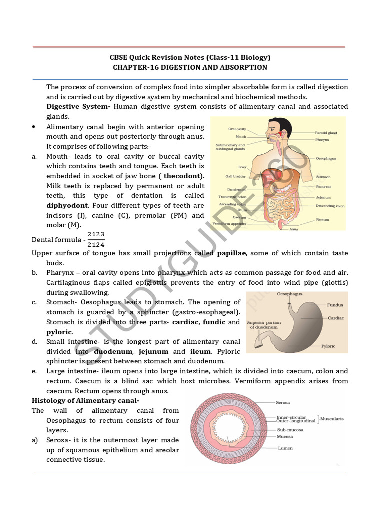 11 Biology Notes ch16 Digestion and Absorption Unlocked | PDF ...