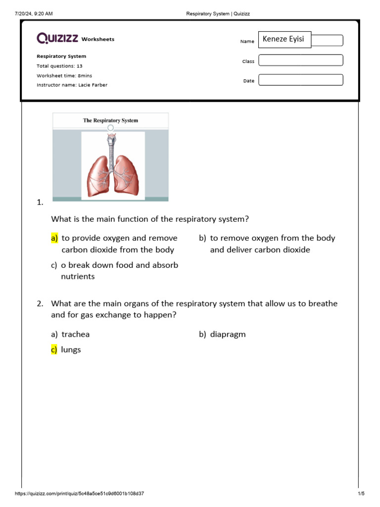 Respiratory System Help Sheet | PDF | Respiratory System | Lung