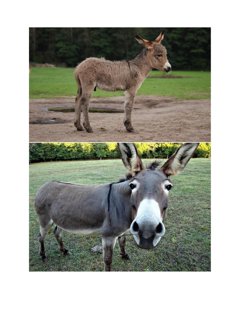 Untitled Document | PDF