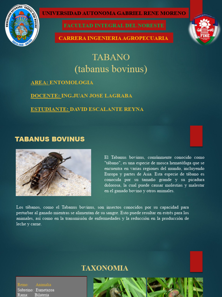 Insecto Tabano | PDF | Insectos | Zoología