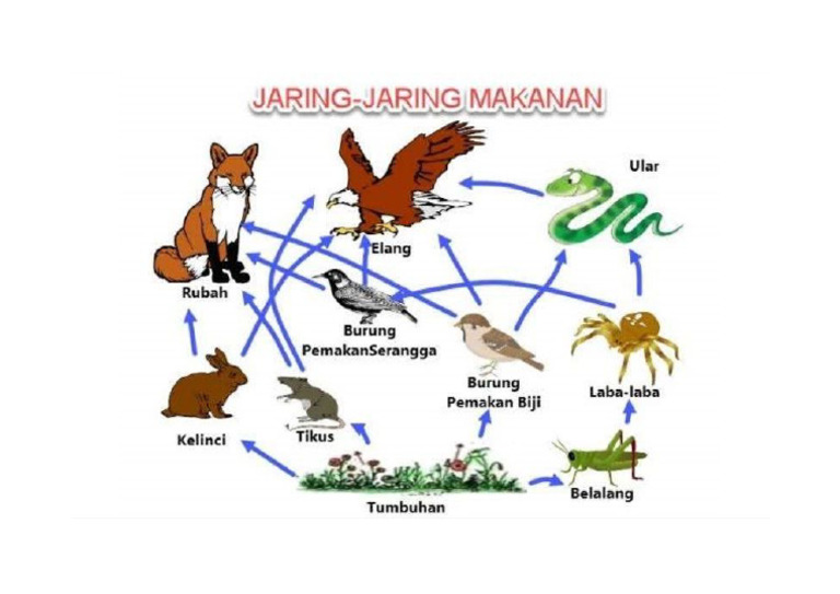 Jaring2 Makanna | PDF